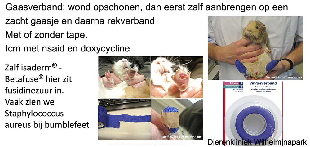 Een cavia met een ontsteking aan de voet, pododermatitis of bumblefoot