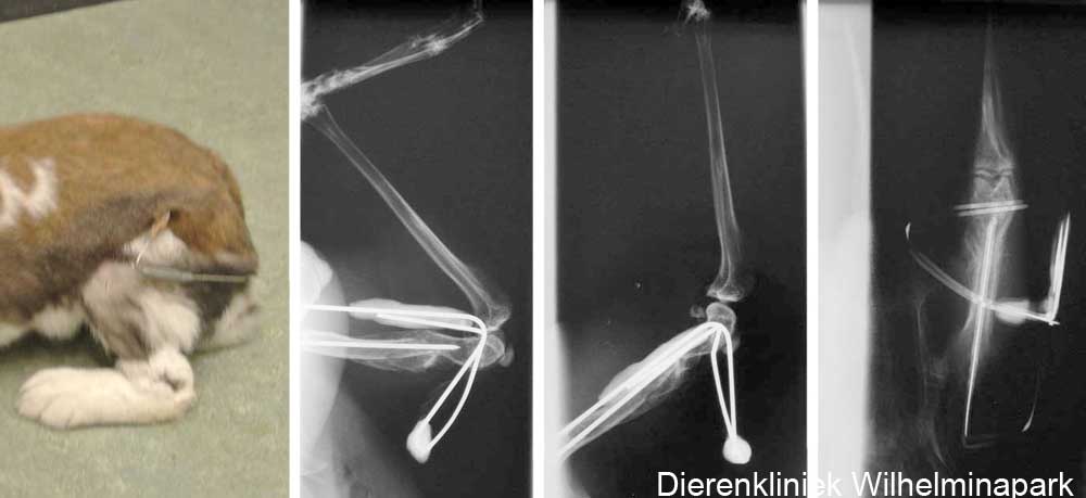Orthopedie bij het konijn, een konijn met een gebroken dijbeen of femur